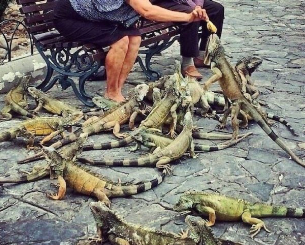 Iguana Prevention - Down Goes Iguana