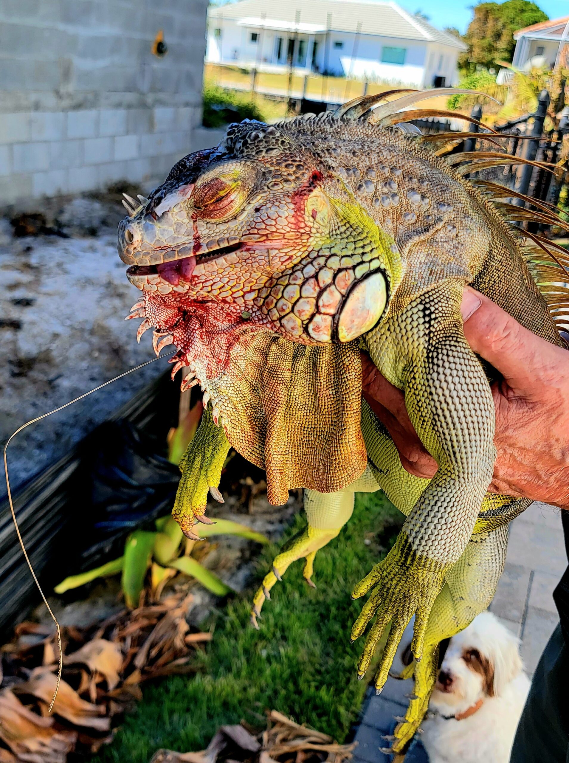 It's A Beast - Down Goes Iguana